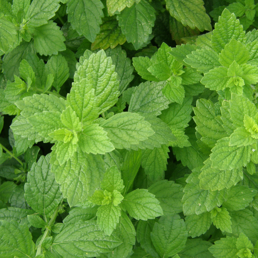 Mélisse – Herboristerie Les Effeuilleuses